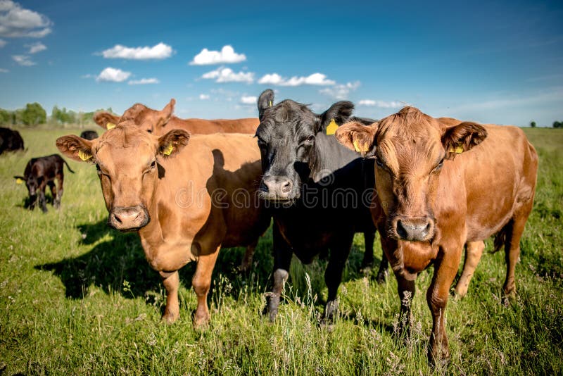 Vacas Rojas De Angus Con Los Becerros Imagen de archivo - Imagen de ...