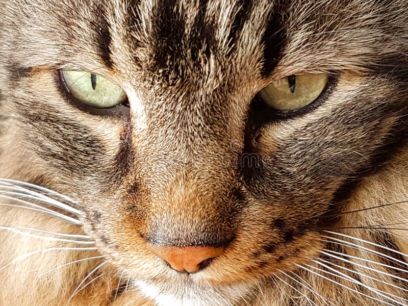 Mirada Interesante De Un Gato De Gato Atigrado De Pelo Largo Imagen de ...