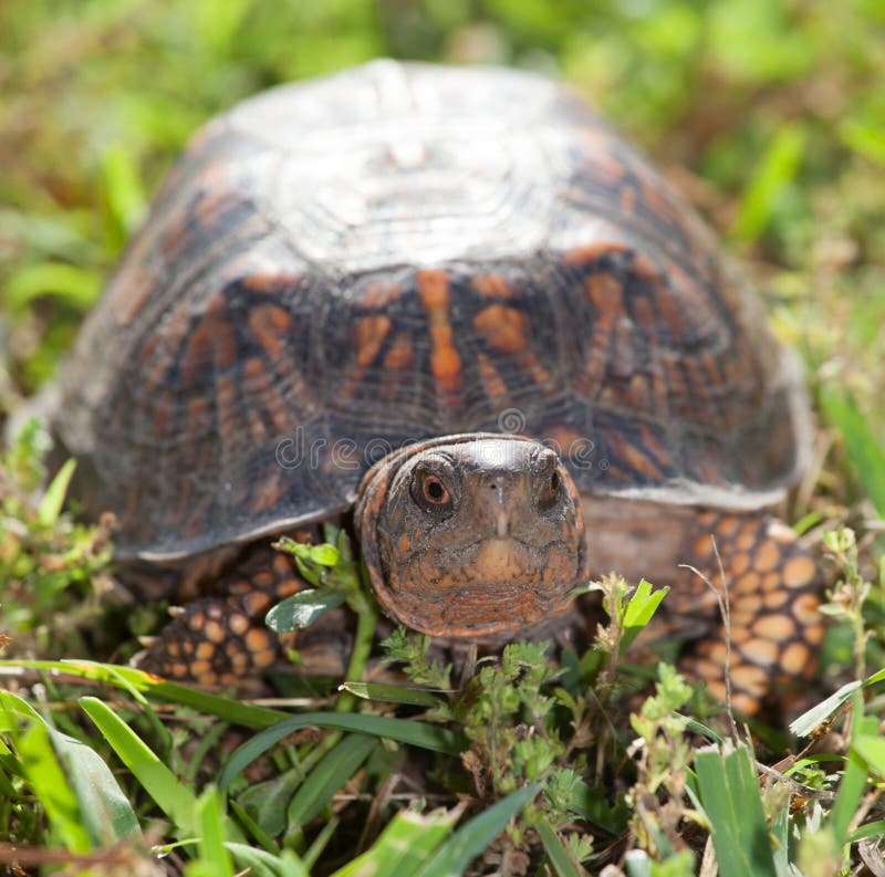 Mirada mala foto de archivo. Imagen de verde, negro, gris - 41055036