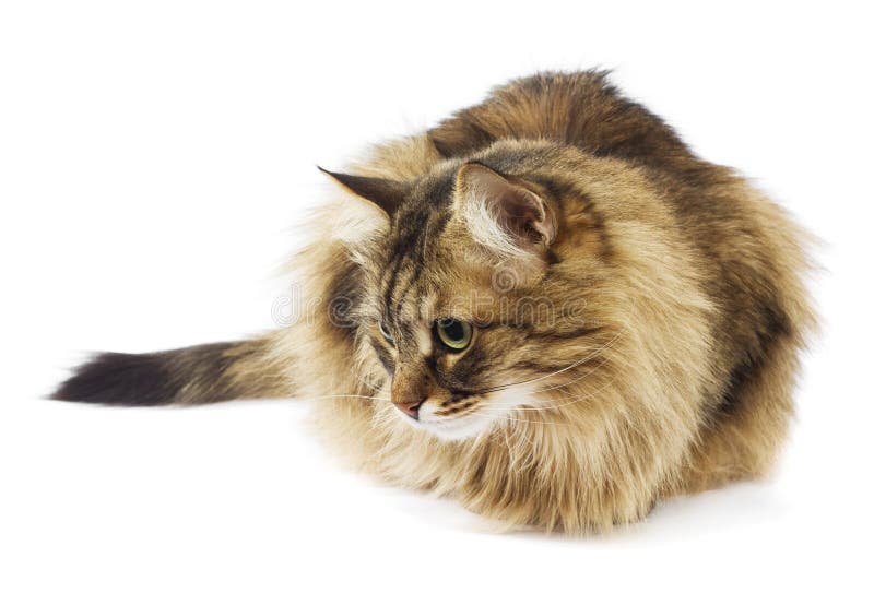 Actitud del chimpancé foto de archivo. Imagen de primate - 9973536