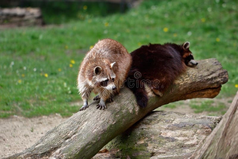 Mirando Y Mapaches Comunes Del Lotor El Dormir Foto de archivo - Imagen ...