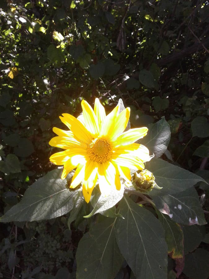 Mirasol imagen de archivo. Imagen de amarillo, flor - 105088895