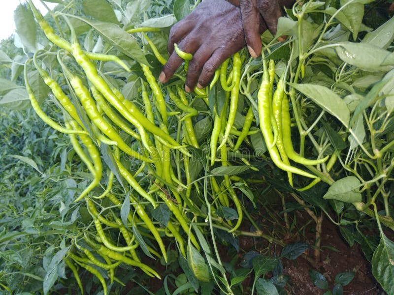 1,971 Mirchi Stock Photos - Free & Royalty-Free Stock Photos from ...