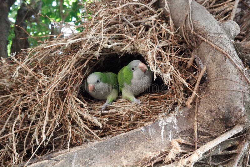 Mire a Escondidas Un Abucheo Imagen de archivo - Imagen de ojeada, hola ...