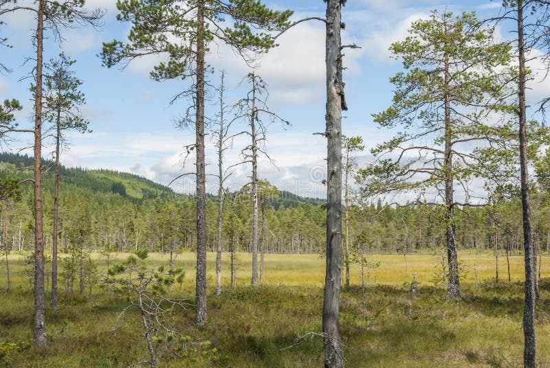 Mire landscape in Sweden stock image. Image of grass - 96927877