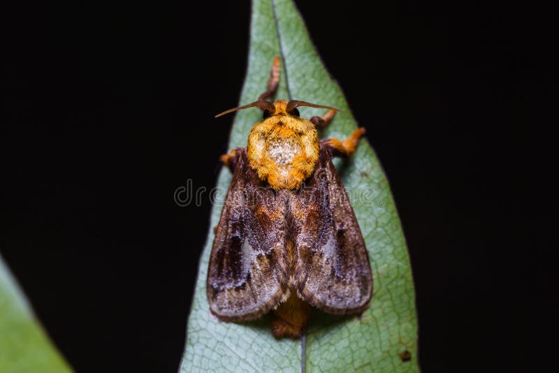 Miresa moth on green leaf stock image. Image of fauna - 62853007