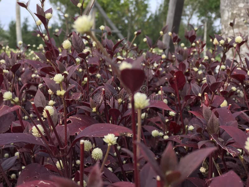 MINI FLOWER stock image. Image of beautiful, garden - 141358071