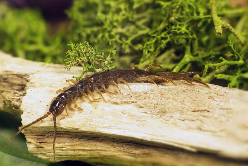 Miriapodi Di Sottotipo Di Chilopodi Immagine Stock - Immagine di nave ...