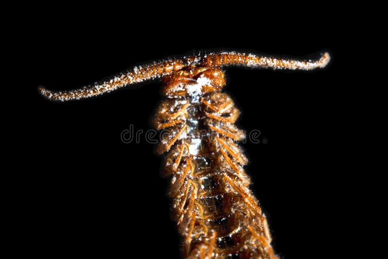 Miriapodi Macro Su Un Fondo Nero Fotografia Stock - Immagine di ...