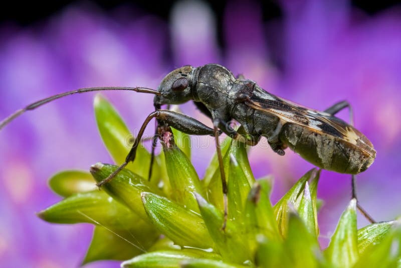 Mirid bug stock photo. Image of wild, nature, macro, wing - 10582846