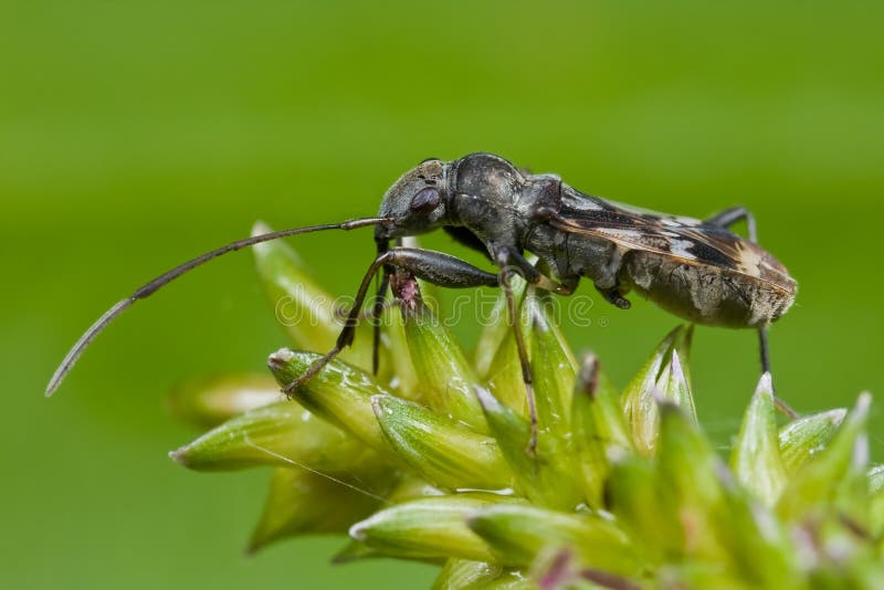 Mirid bug stock photo. Image of outdoor, wing, grey, brown - 10582888