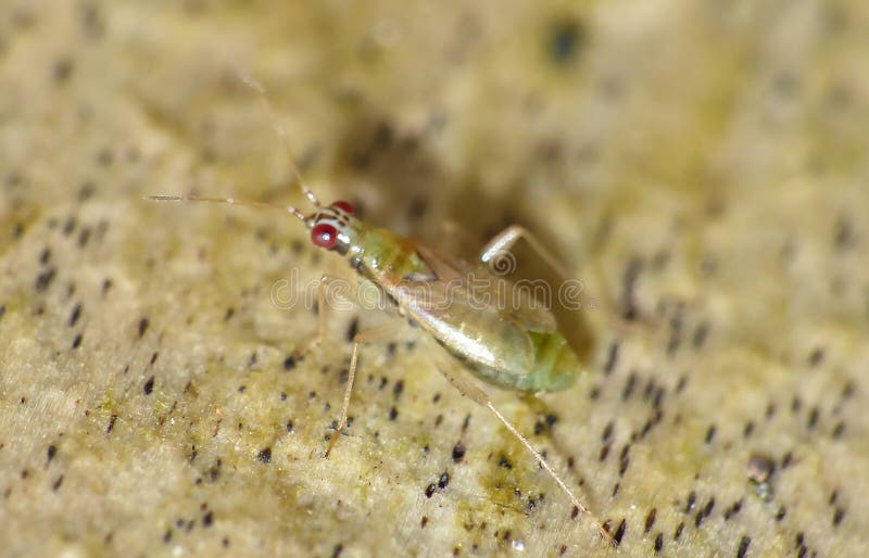 Mirid Bug - Dicyphus Stachydis Stock Image - Image of flora, frimley ...