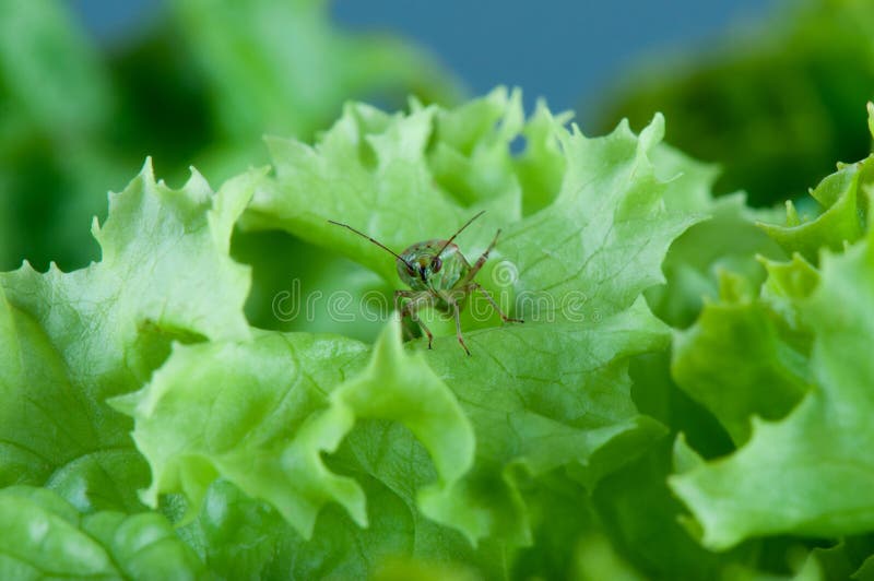 Mirid bug front view stock photo. Image of garden, antennae - 22891810