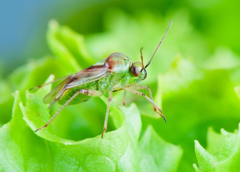 Mirid Bug Front View on a Salad Leaves Stock Image - Image of plant ...