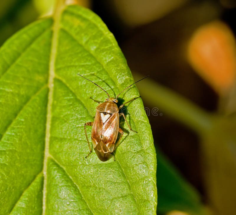 Mirid Bug on leaf stock image. Image of close, mirid - 11527755