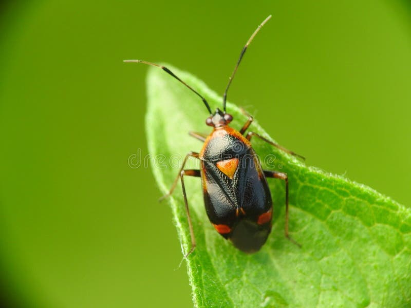 Miridae stock photo. Image of miridae, black, plant - 122459212