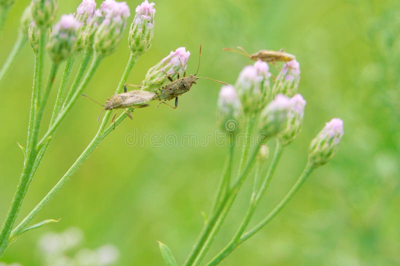 Miridae stinkbug stock photo. Image of stinkbug, natural - 280571124