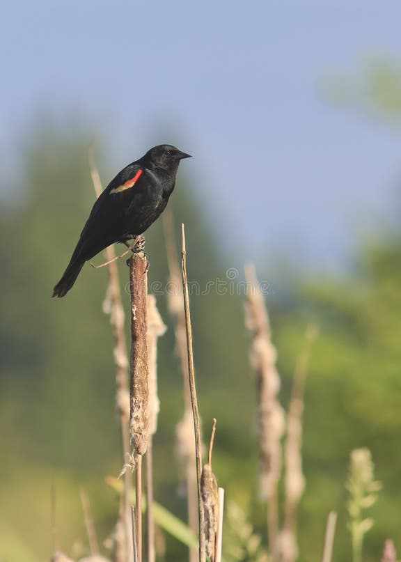 Mirlo de alas rojas foto de archivo. Imagen de pantano - 19371126