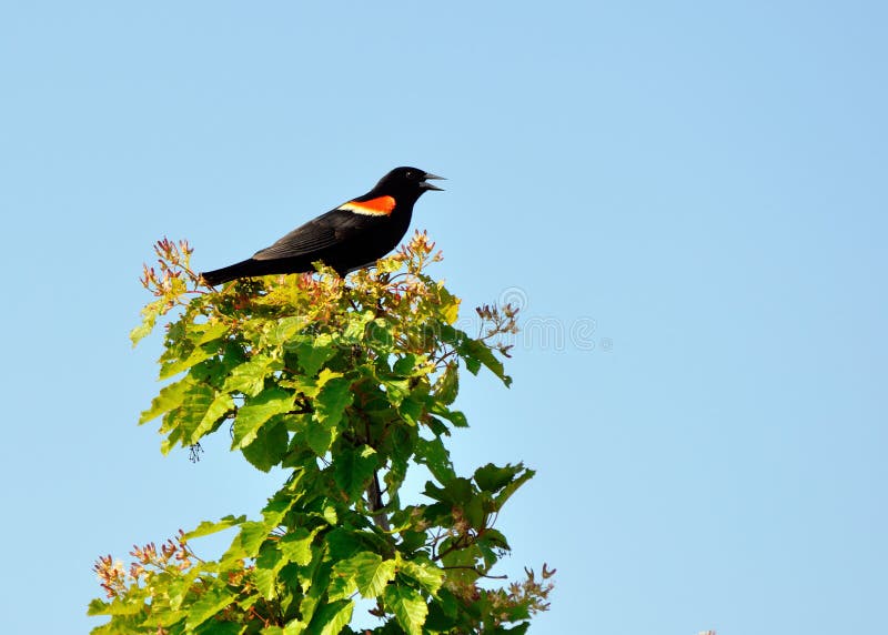 Mirlo De Alas Rojas En Arbusto Imagen de archivo - Imagen de mirlos ...