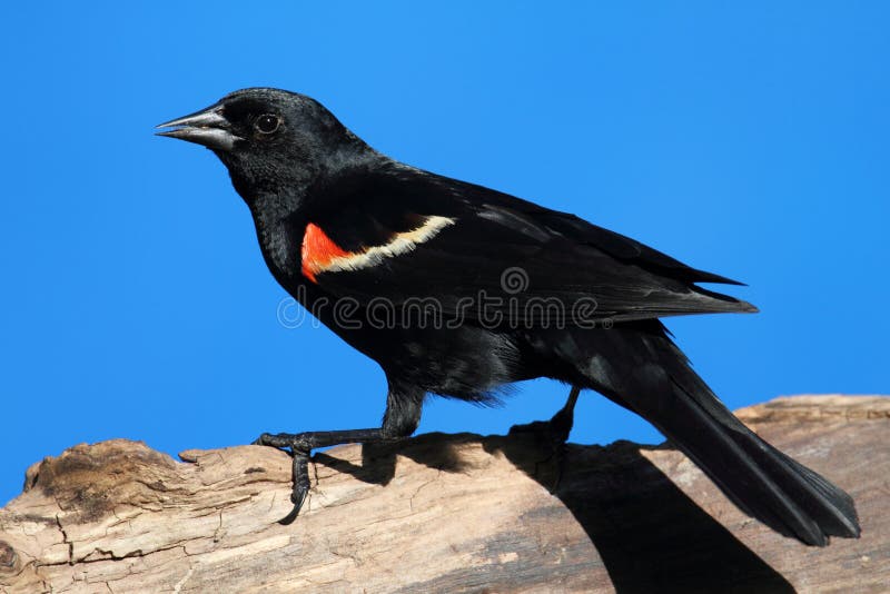 Mirlo de alas rojas foto de archivo. Imagen de plumas - 31339050