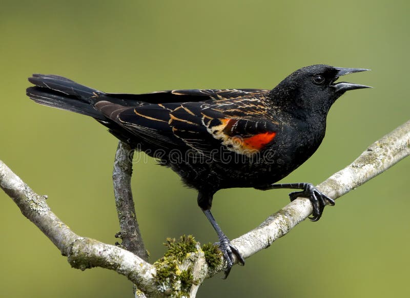 Mirlo De Alas Rojas En Arbusto Imagen de archivo - Imagen de animal ...