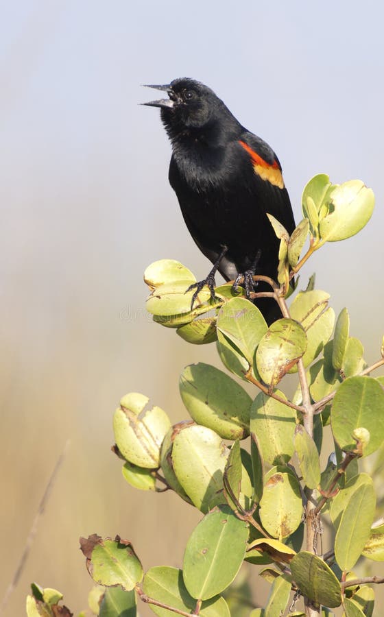 Mirlo De Alas Rojas En Arbusto Imagen de archivo - Imagen de animal ...