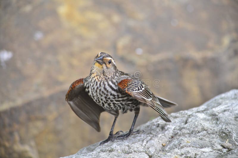 Mirlo De Alas Rojas Juvenil Foto de archivo - Imagen de roca, abajo ...