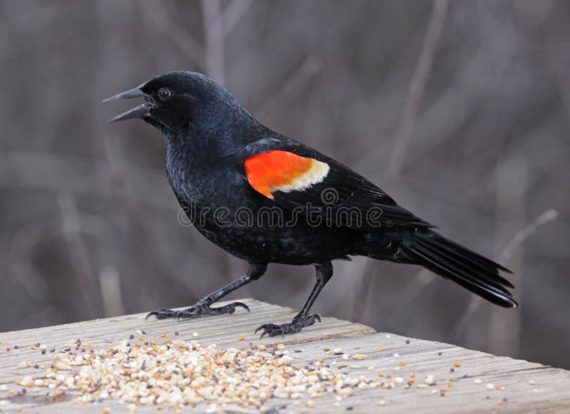 Mirlo De Alas Rojas Snacking Imagen de archivo - Imagen de alimentador ...