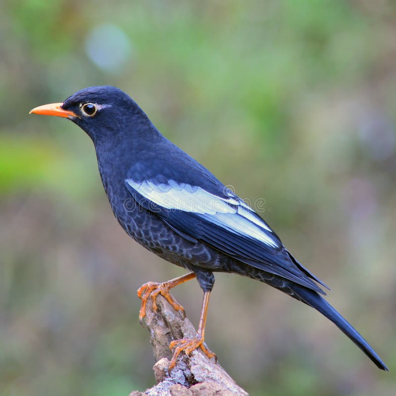 Mirlo Gris-con alas foto de archivo. Imagen de cubo, standing - 38032350