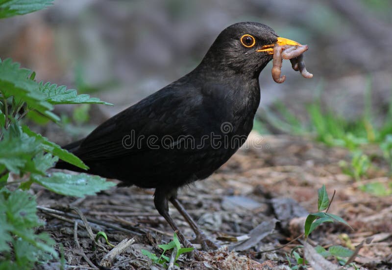 Pajarito Negro Comiendo Un Gusano En La Hierba Foto de archivo - Imagen ...