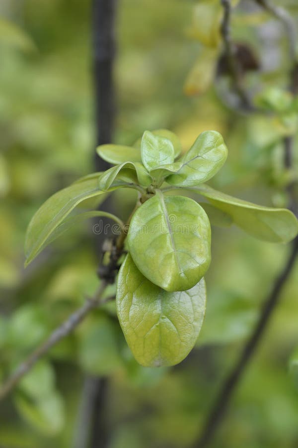 Mirror Bush stock image. Image of green, plant, coprosma - 276495969