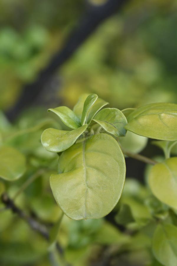 Mirror Bush stock photo. Image of outdoors, bush, repens - 296827340