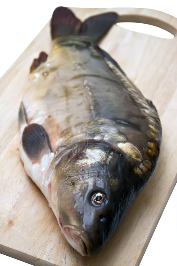 Mirror carp stock photo. Image of healthy, board, carp - 17653832