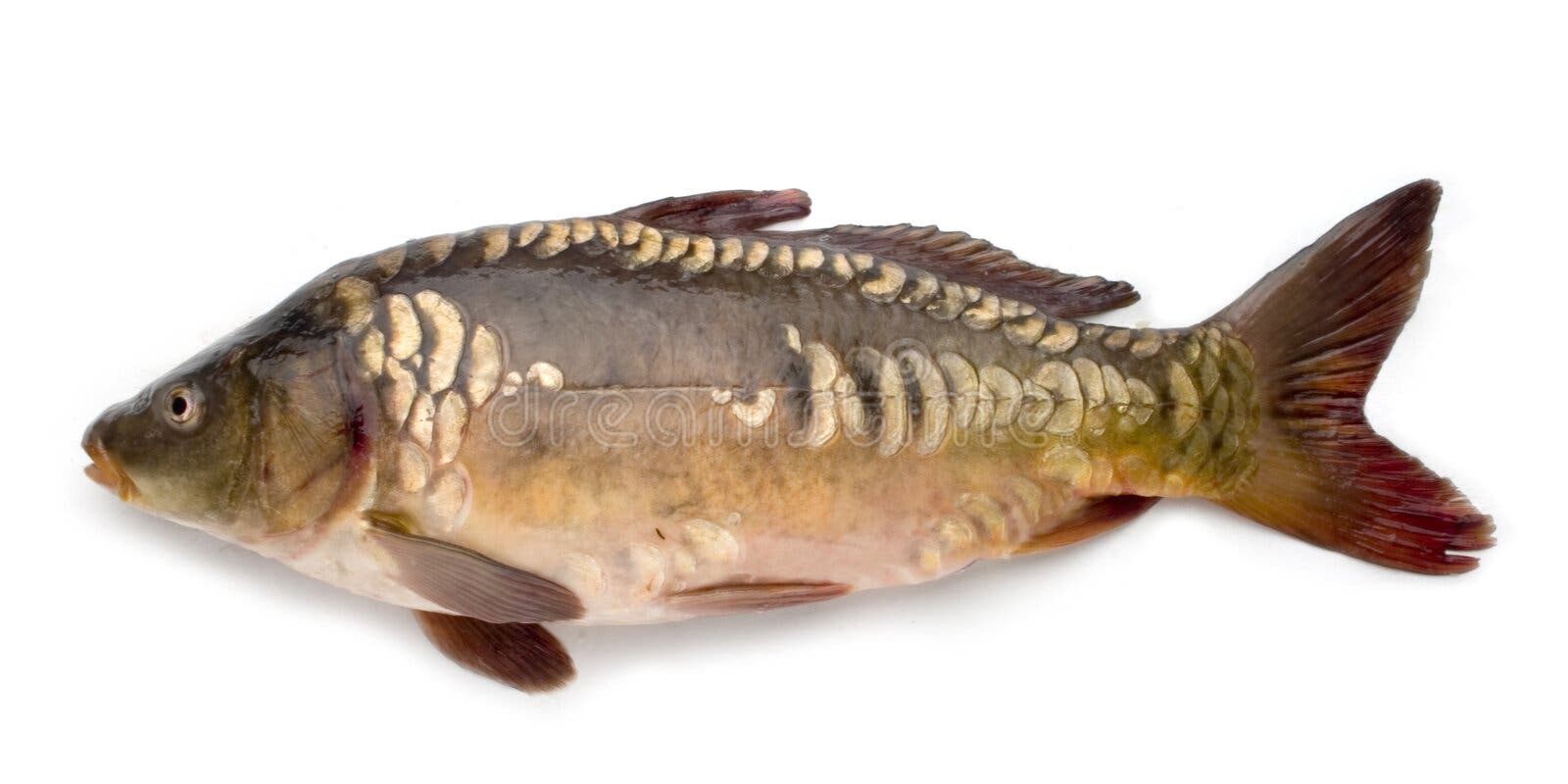 Carp stock photo. Image of delicatessen, carp, sirloin - 604348