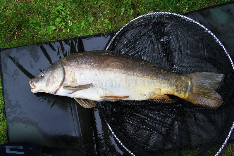 Mirror Carp. stock image. Image of angler, unhook, fish - 20106807
