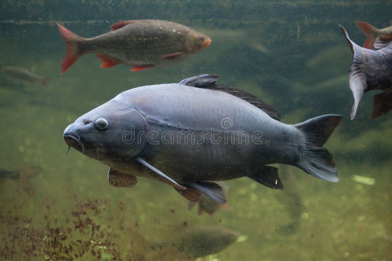 Mirror Carp Cyprinus Carpio Carpio Stock Photo - Image of carps ...