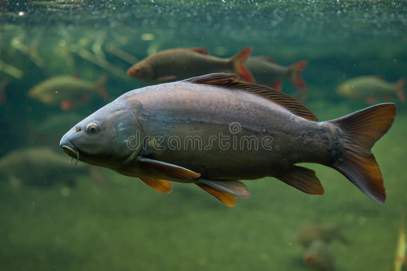Mirror Carp (Cyprinus Carpio Carpio) Stock Photo - Image of eurasia ...