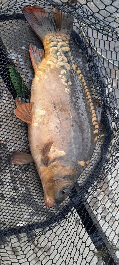 Mirror carp fish stock image. Image of reptile, wildlife - 249071423