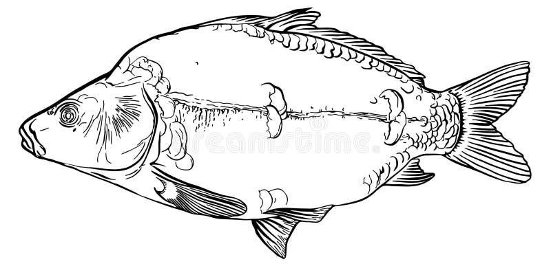 Mirror Carp Stock Illustrations – 151 Mirror Carp Stock Illustrations ...