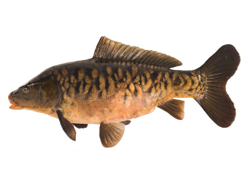 Common carp. stock photo. Image of fish, nature, freshwater - 25675602