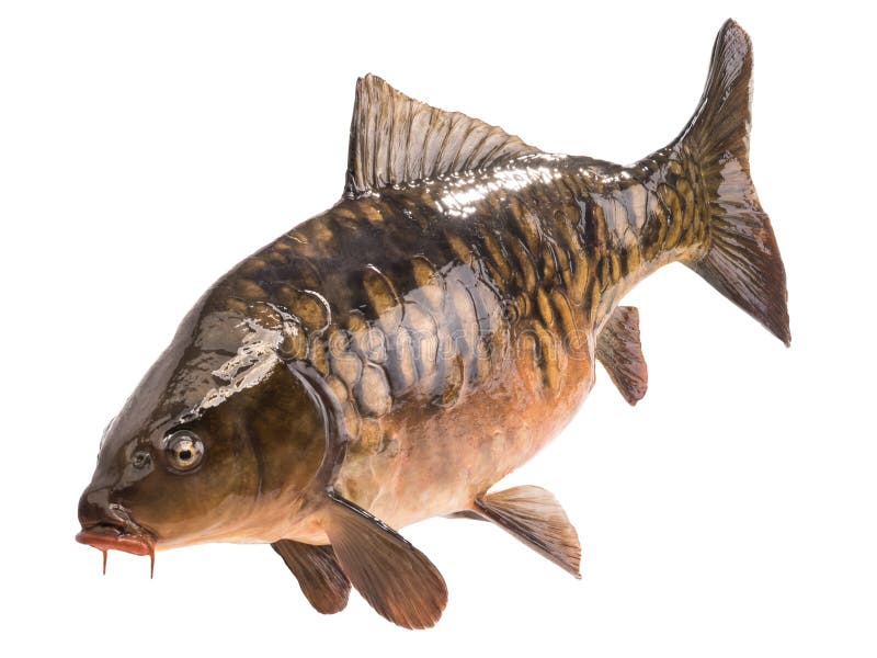 Common carp. stock photo. Image of fish, nature, freshwater - 25675602