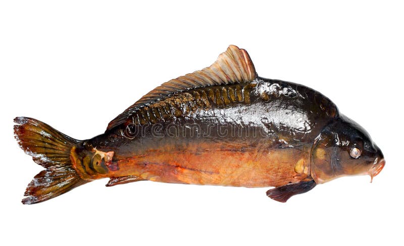 Carp Fish Isolated. Side View, Isolated Stock Image - Image of loose ...