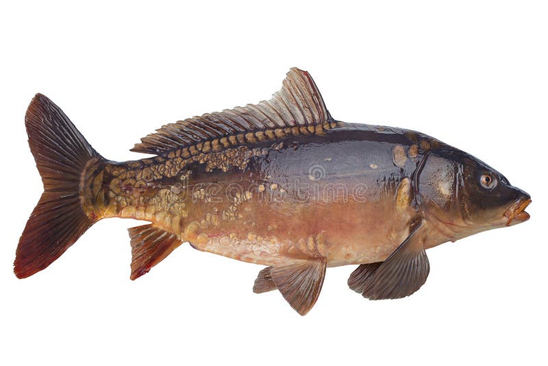 Mirror carp river fish stock photo. Image of cuisine - 49138774