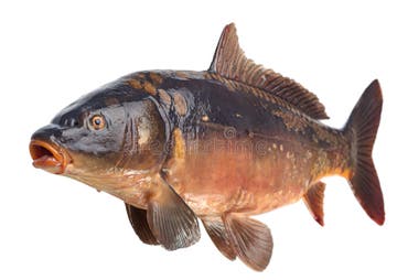 Mirror carp river fish stock photo. Image of cuisine - 49138774