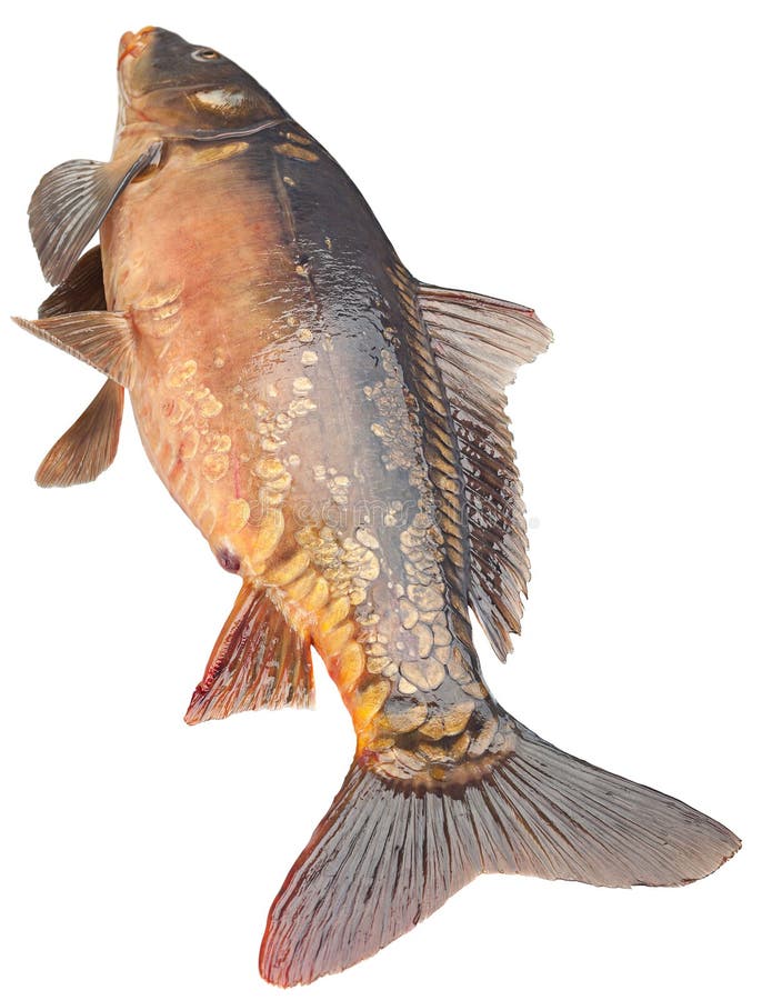 Mirror carp river fish stock photo. Image of cuisine - 49138774