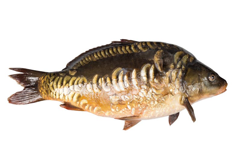 Mirror Carp River Fish Isolated on White Stock Image - Image of cuisine ...