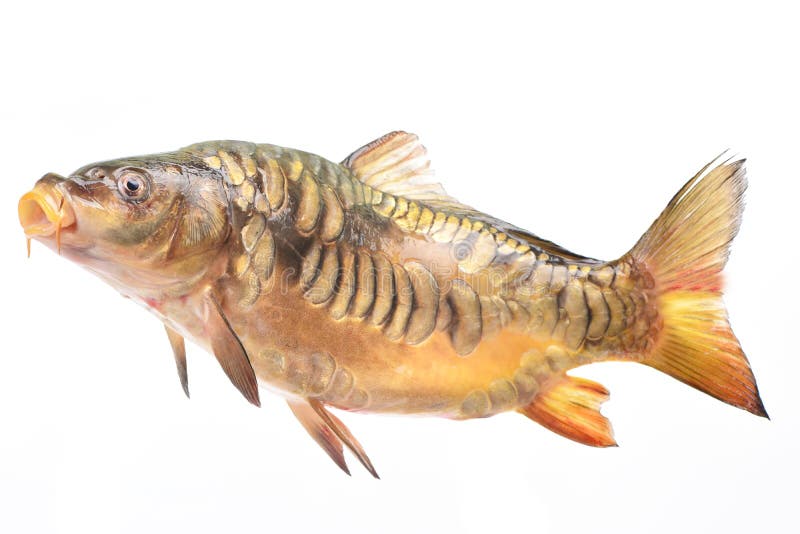 Mirror carp river fish stock photo. Image of cuisine - 49138774
