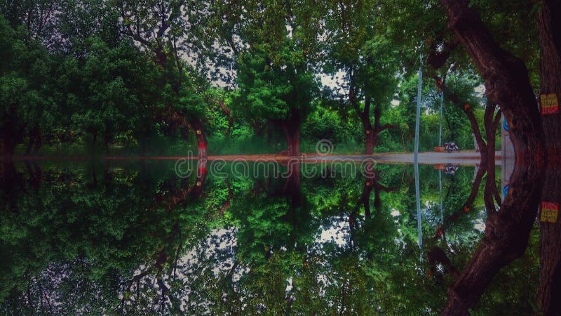 Mirror Effect stock photo. Image of effect, nature, green - 191320176