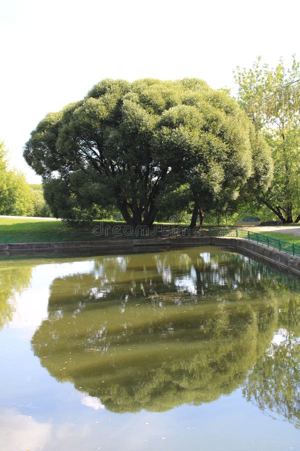Mirror Image of a Tree on a Pond in the Park Stock Photo - Image of ...