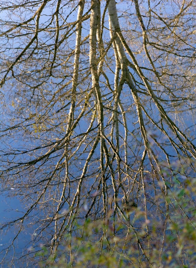 Reflection in the Water, Single Standing Trees at Different Times of ...
